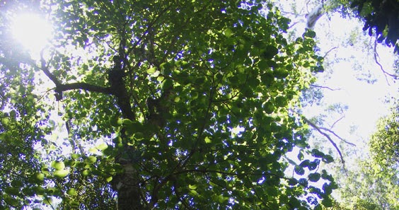 Days on the Claise: Giant Stinging Tree