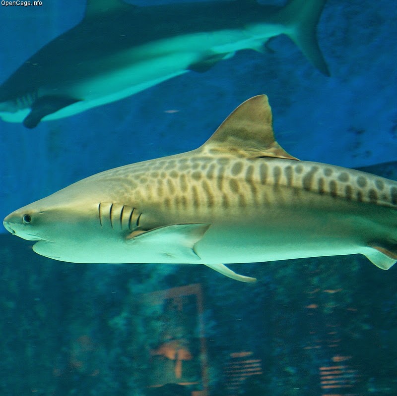 Curiosidad del mundo: Nacimiento del tiburón tigre