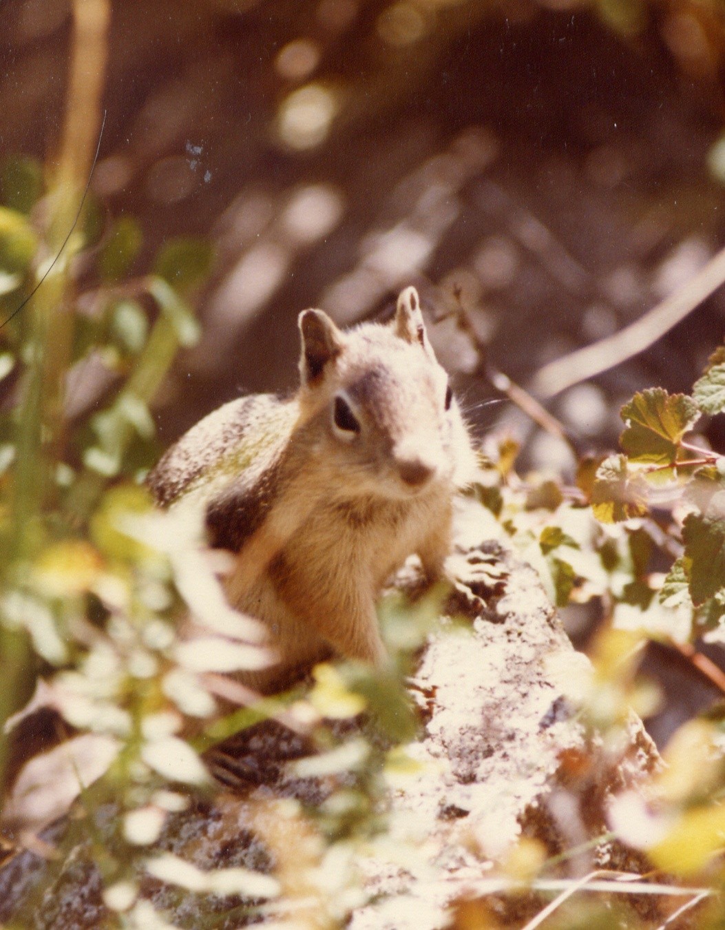 My Temple of Nature: Charming Chipmunks