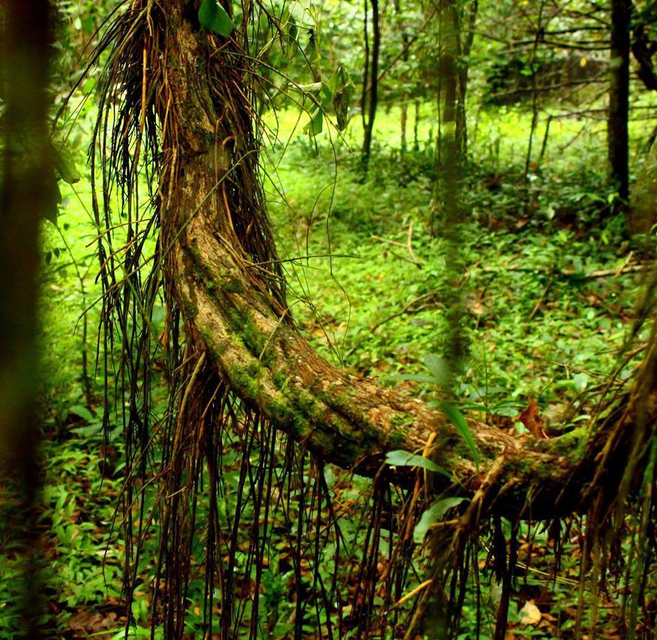 കാടിന്റെ തണുപ്പും കാഴ്ചകളുമായി ചിമ്മിണി വൈൽഡ് ലൈഫ് - Chimmini Wild Life ...
