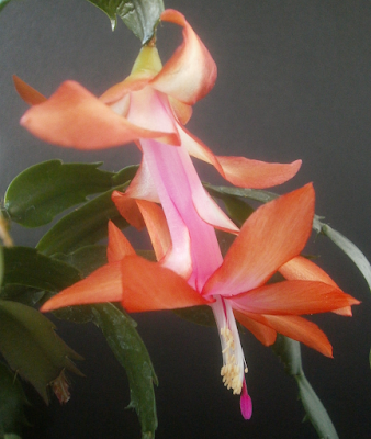 Plants are the Strangest People: 3/15/15 - 3/22/15