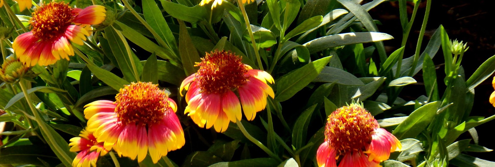 Gaillardia aristata (Gallardía)