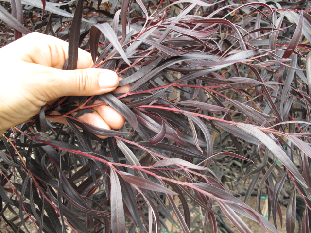 FOUNDATION DESIGN - LOS ANGELES MODERN LANDSCAPE DESIGN: dark fridays ...