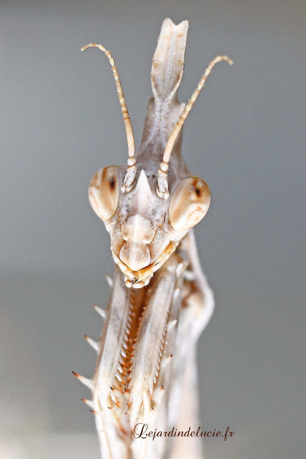 Diablotin ( larve d'Empusa pennata) de septembre!
