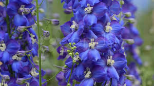PLANTAS TOXICAS: ACÔNITO - Aconitum napellus L - Planta Venenosa - 76