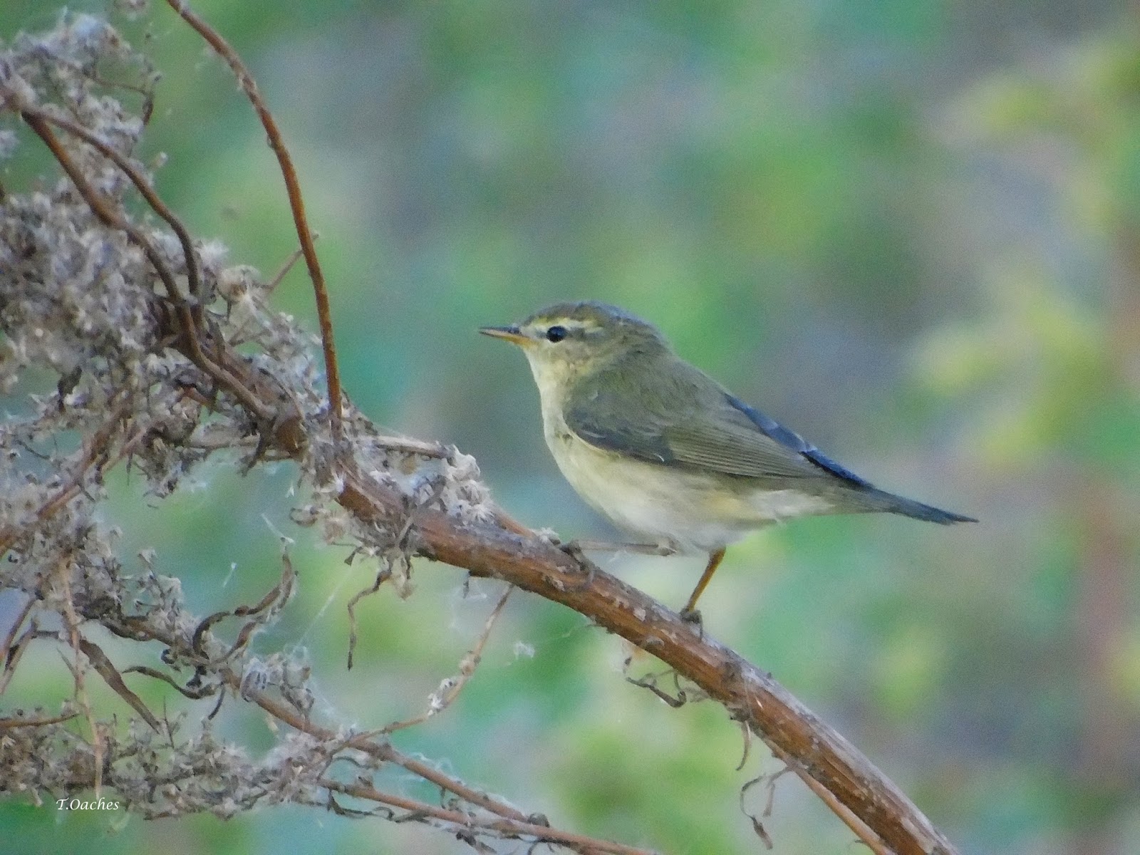 PASARI DIN ROMANIA: PITULICE FLUIERATOARE, Phylloscopus trochilus