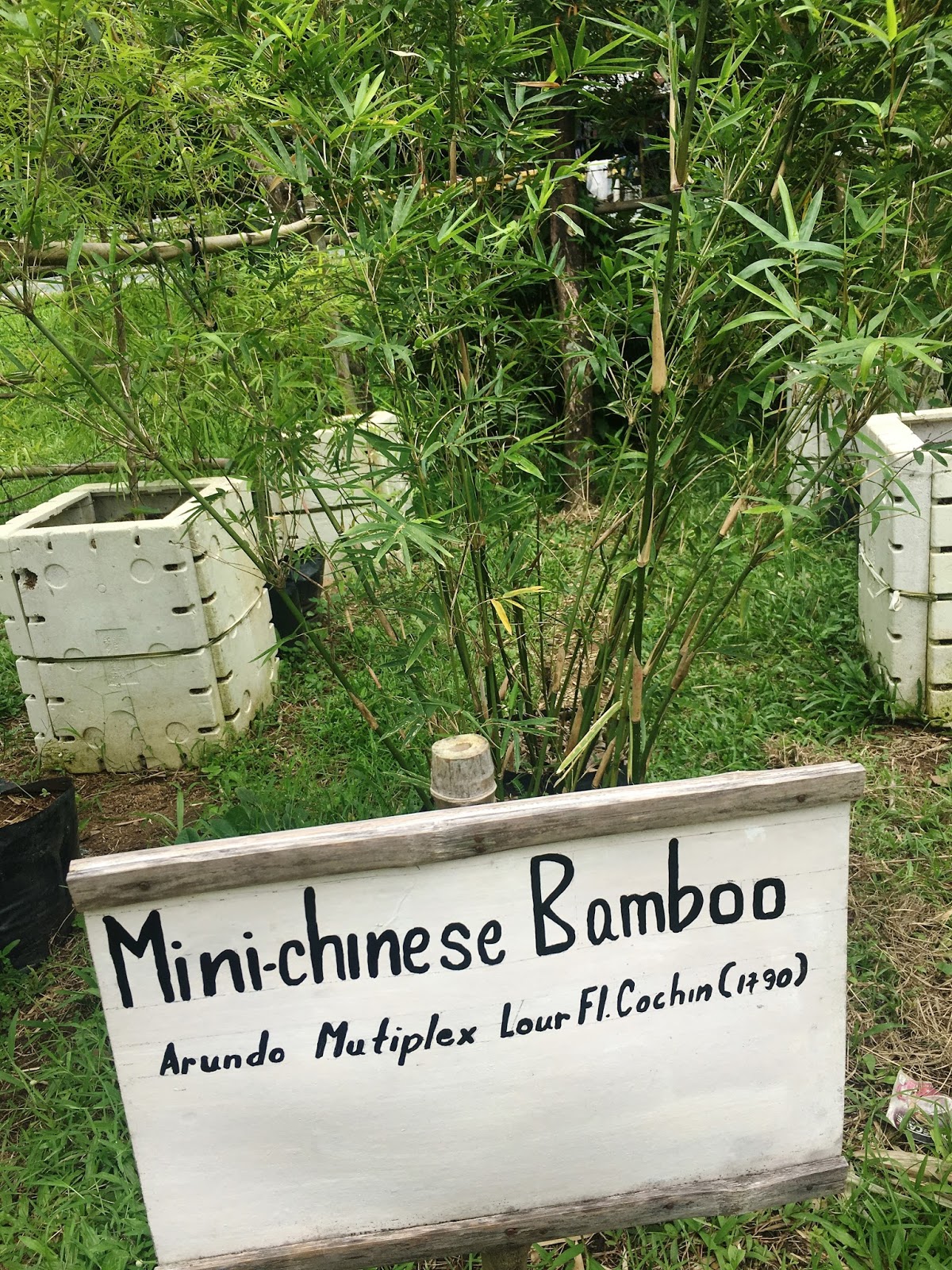 Bicolano Penguin: KAWAYAN FARM RESTAURANT: A Pleasant Surprise in the ...