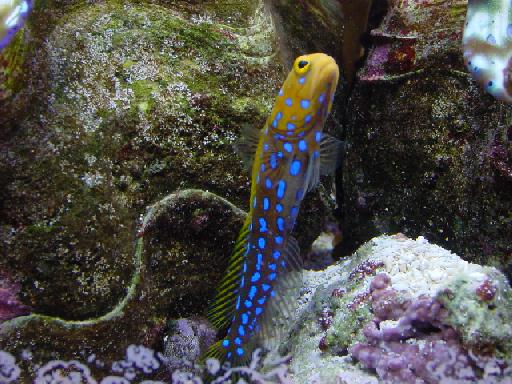 Jawfish - Fishes
