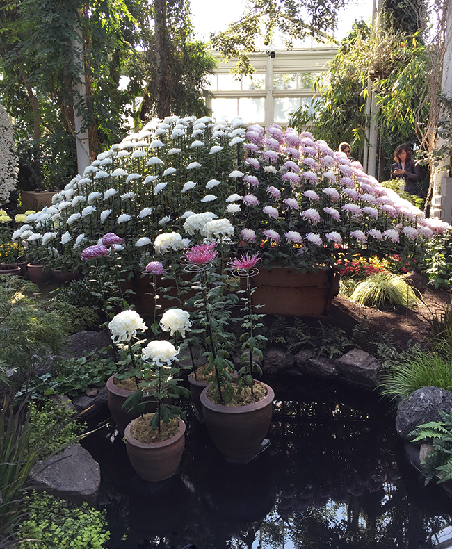 Kiku At The NY Botanical Garden | rolala loves