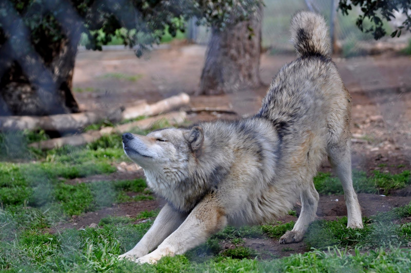 Travels, Trails and Tales: A Trip to Julian