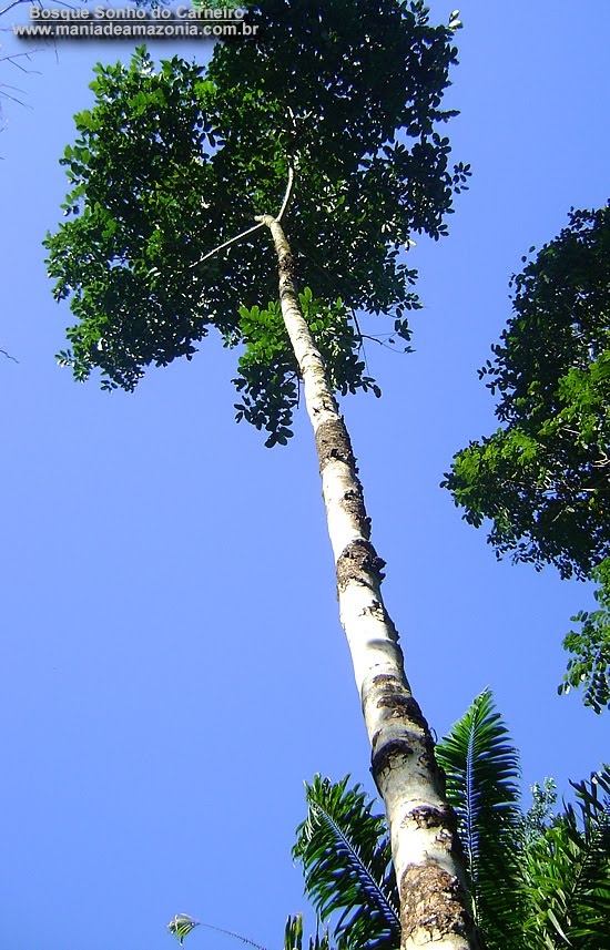 RW PAISAGISMO: ÁRVORE: MOGNO-AFRICANO