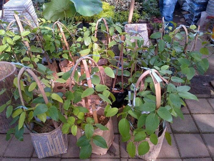 19+ Tanaman Merambat Untuk Atap