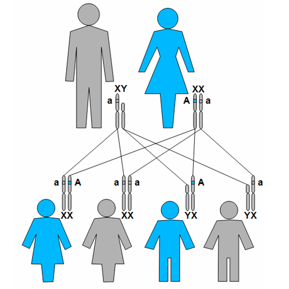 GENÉTICA HUMANA : GENÉTICA