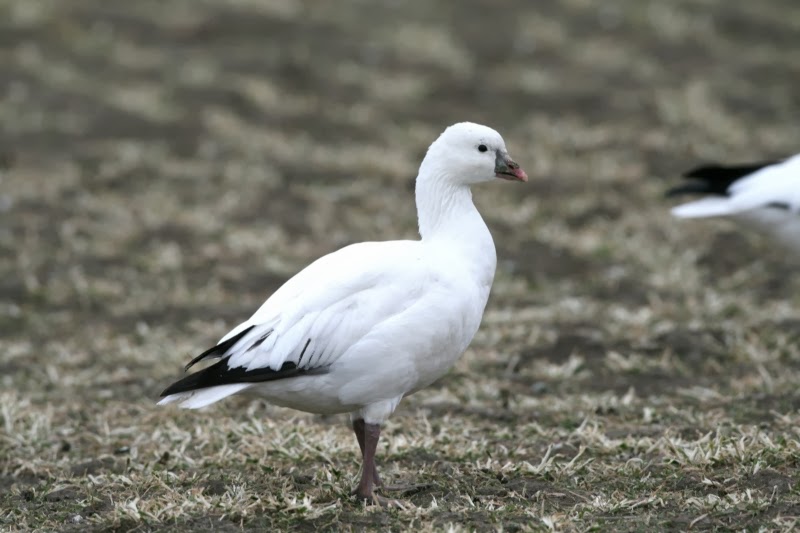 Friends of Hagerman National Wildlife Refuge: Name That Goose!