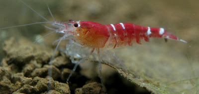 KFZ: GRADE RED BEE SHRIMP "CRYSTAL RED SHRIMP"