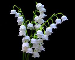 angeles_ruiz: The May Birth Flower