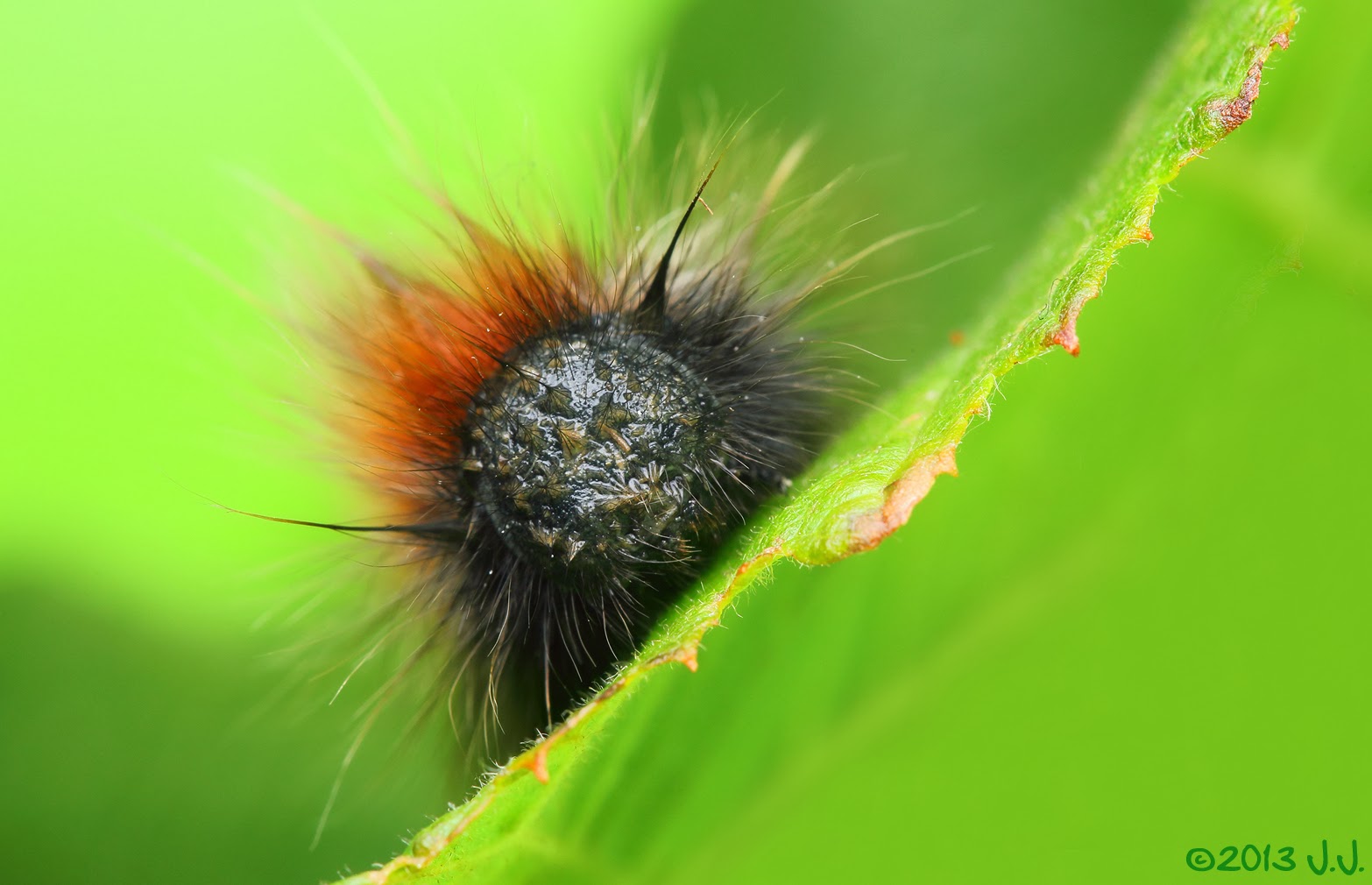 JJ's Photographic nature blog: November 2013