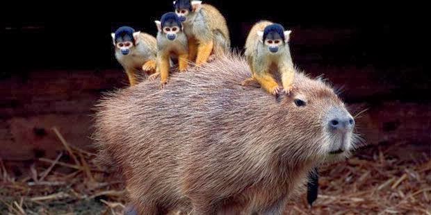 November 2013 ~ all about pet capybara