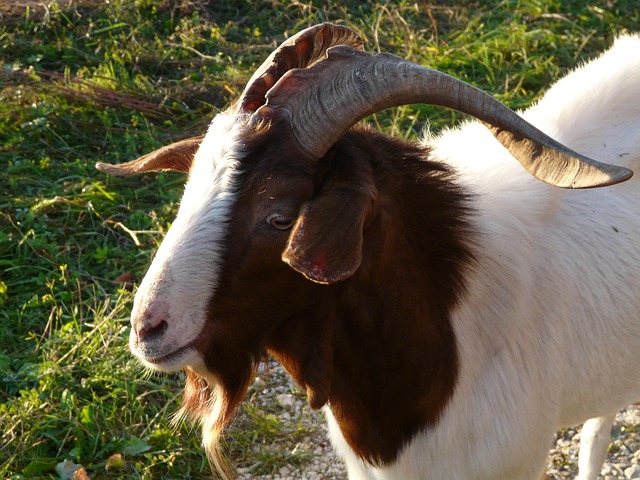 Ram Goat