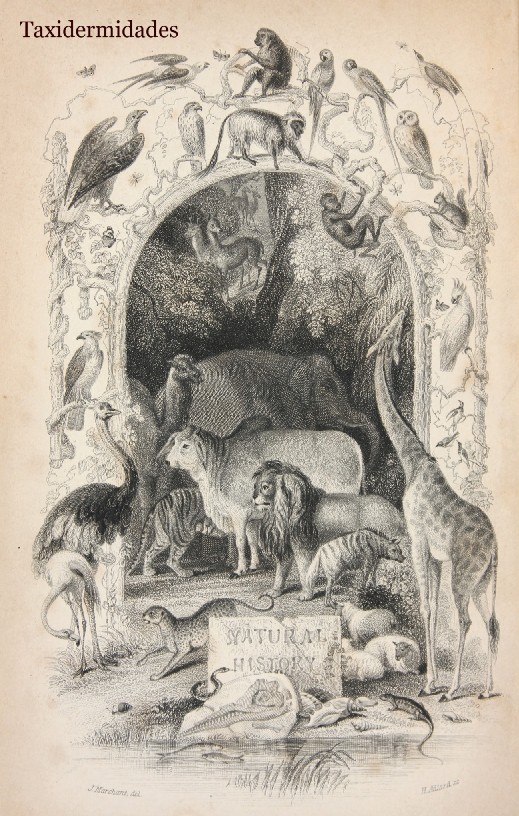 "A Syllabus of Practical Taxidermy" de Samuel Maunder. | Taxidermidades