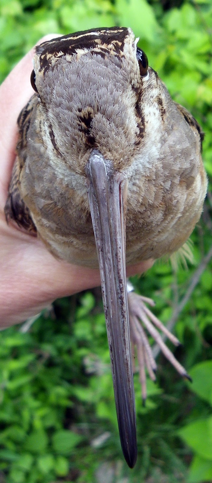 BSBO Bird Bander's Blog: June 2013