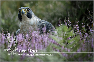 Lee Mott Photography