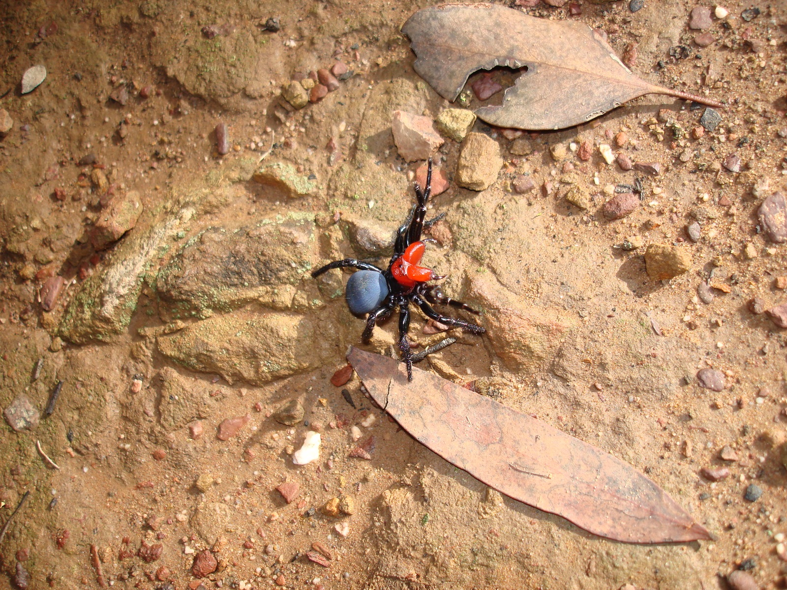 Real Monstrosities: Red-headed Mouse Spider