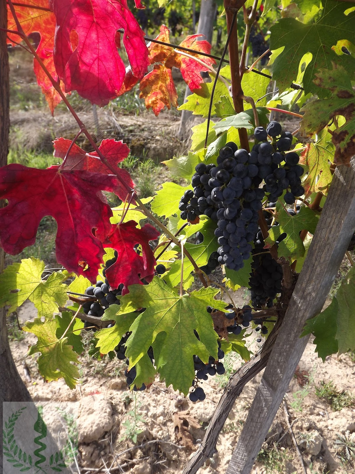 WineJour: Vinarija Fruškogorski vinogradi, Banoštor, Fruška gora ...