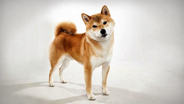 Shiba Inu Puppies Information