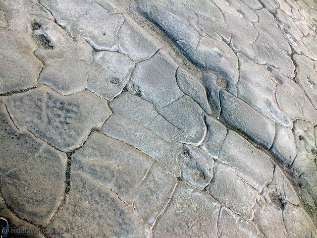 Travel and food tales: From green to gray, the stark beauty of Lake Natron