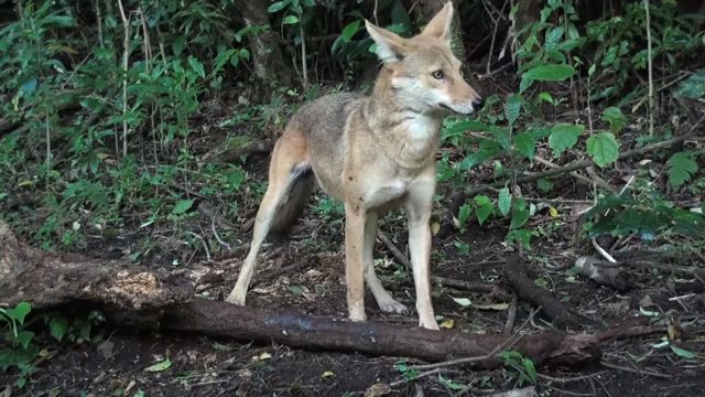 ECOSISTEMAS DE COSTA RICA: CANIS LATRANS