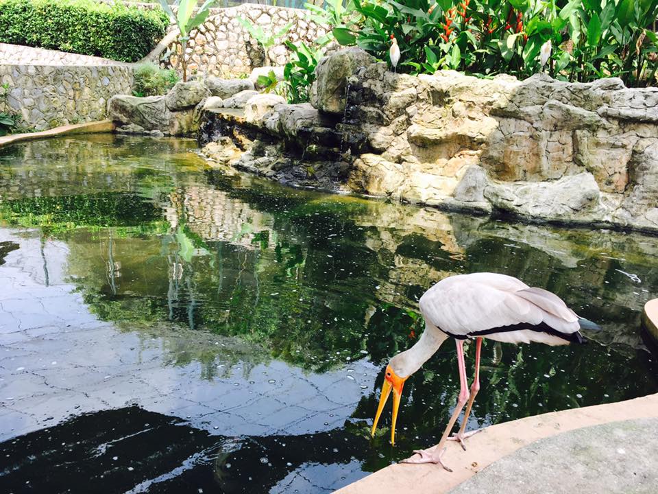 Bawa Anak ke Taman Burung | KL Bird Park