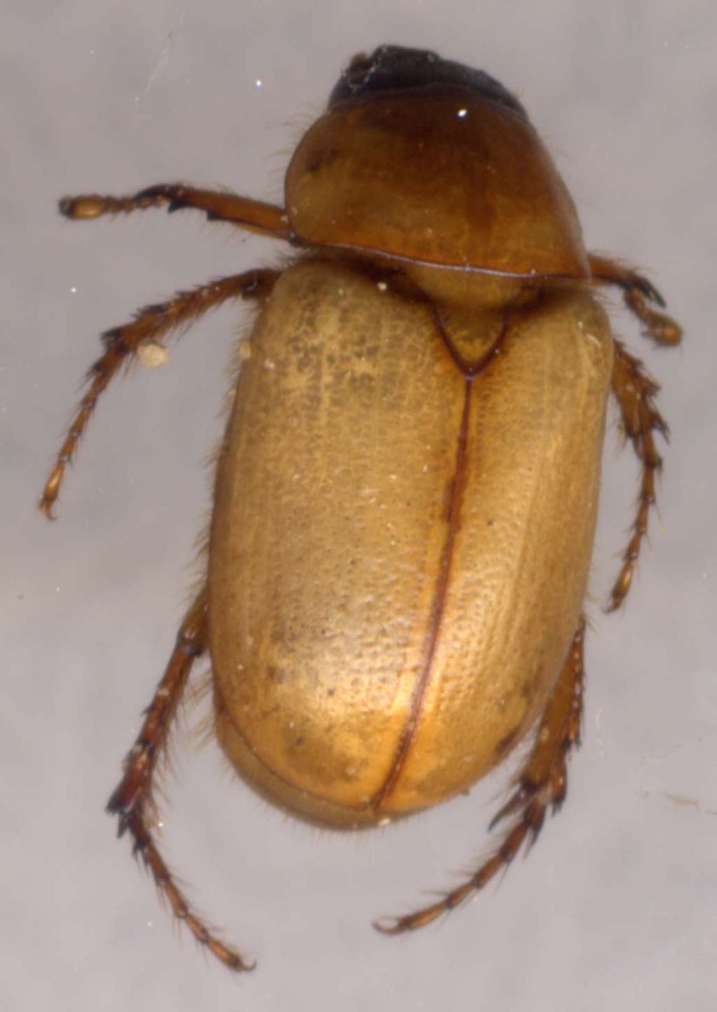 虫頭: コガネカブト（Cyclocephala longula）Masked Chafer