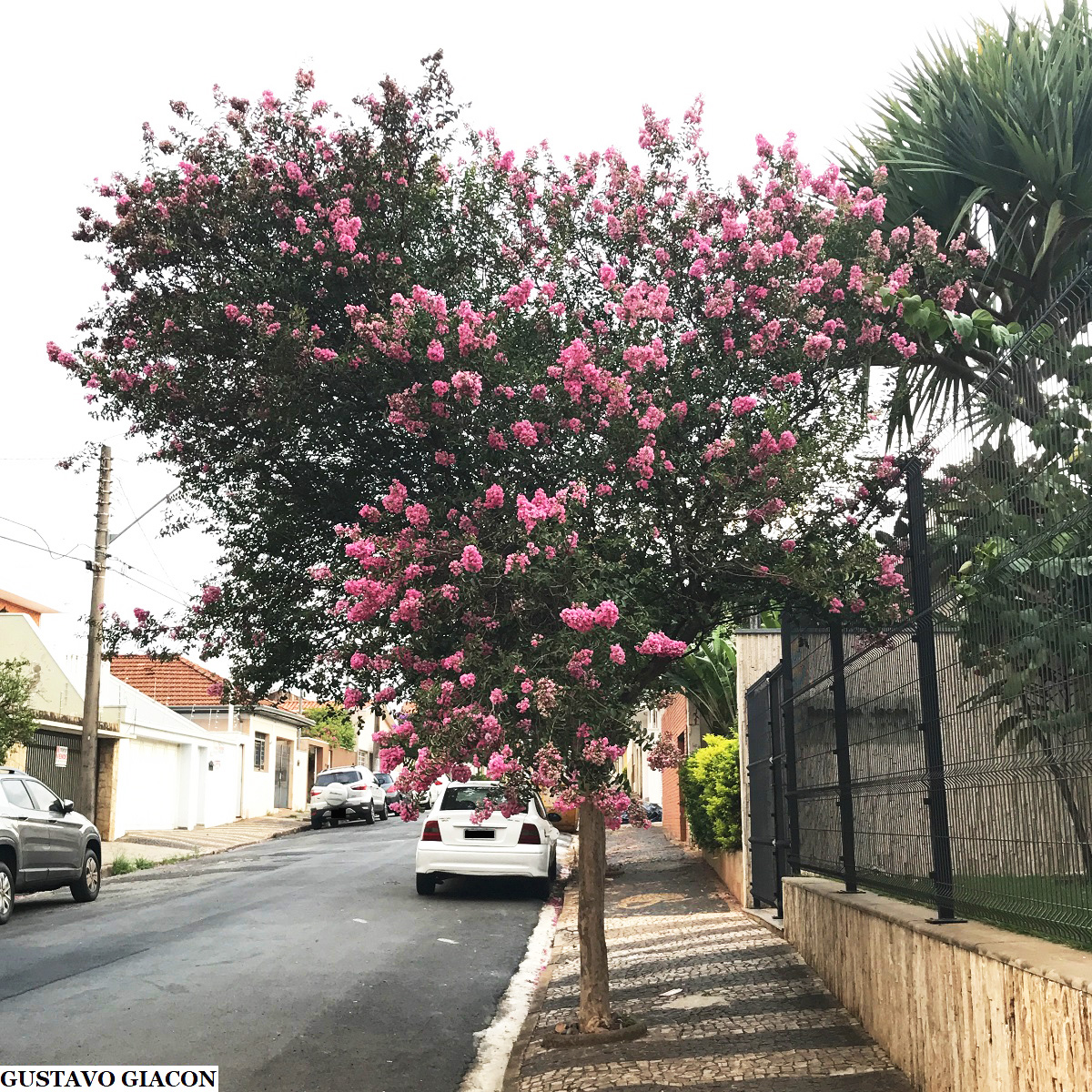 Viveiro Ciprest - Plantas Nativas e Exóticas: Resedá Rosa ...