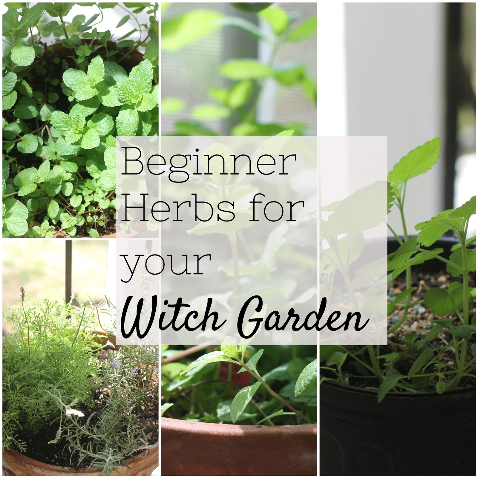 Beginner Herbs for your Witchy Garden