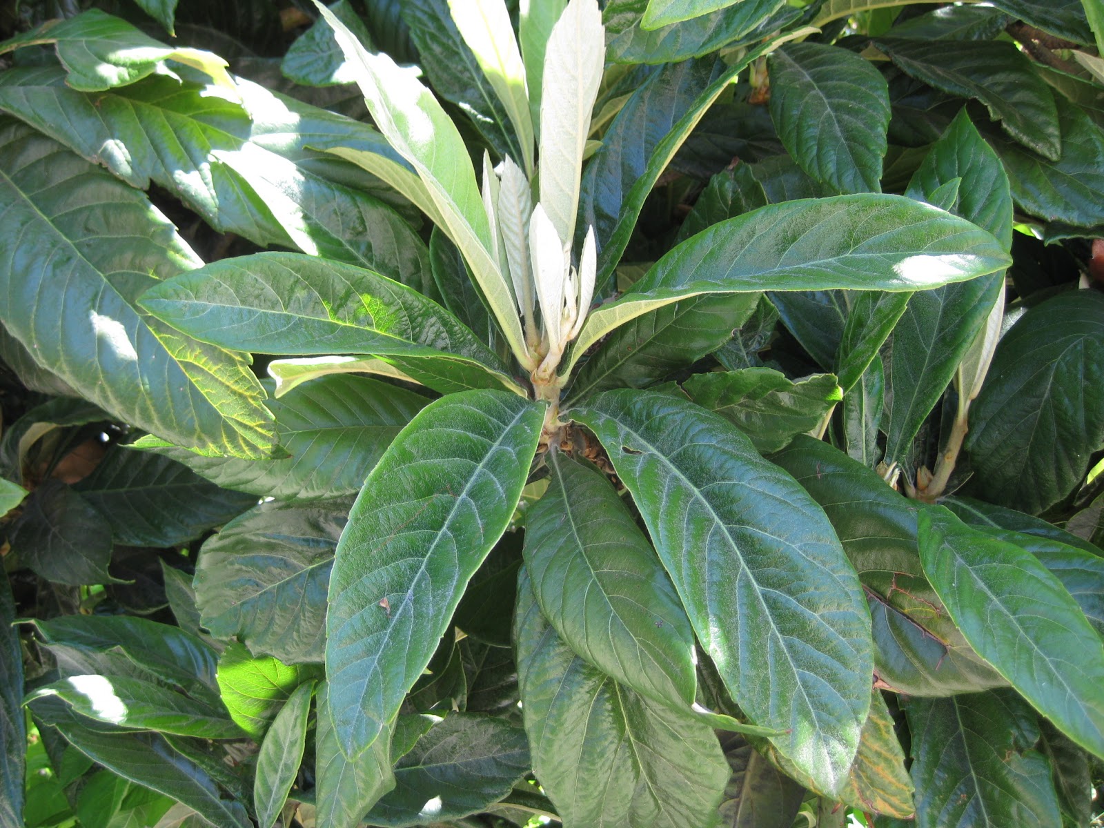 Trees of Santa Cruz County: Eriobotrya japonica - Loquat