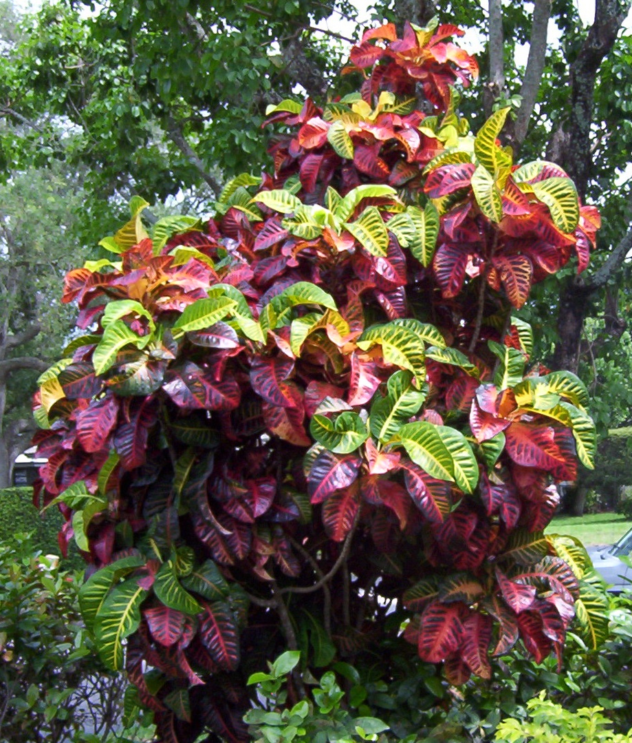 Gardening South Florida Style: Crotons....ohhh Crotons...I've got ...
