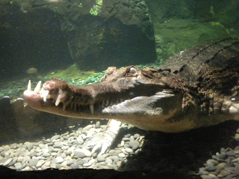 The Zoo Review: Species Fact Profile: Tomistoma (Tomistoma schlegelii)