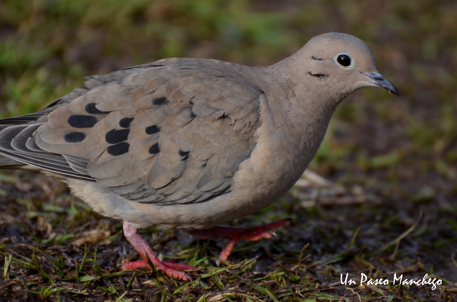 Un Paseo Manchego: Torcaza; Zenaida auriculata.