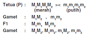Pengertian dan Macam-macam Penyimpangan Semu Hukum Mendel beserta ...