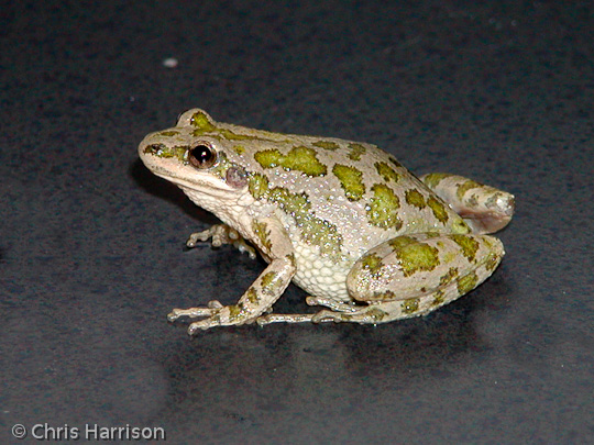 Frog Blog: Spotted Chorus FrogPseudacris clarkii