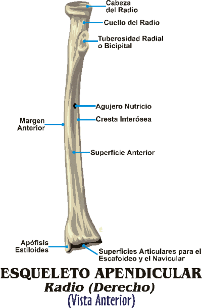 Diseccion del Miembro superior: HUESOS DEL MIEMBRO SUPERIOR