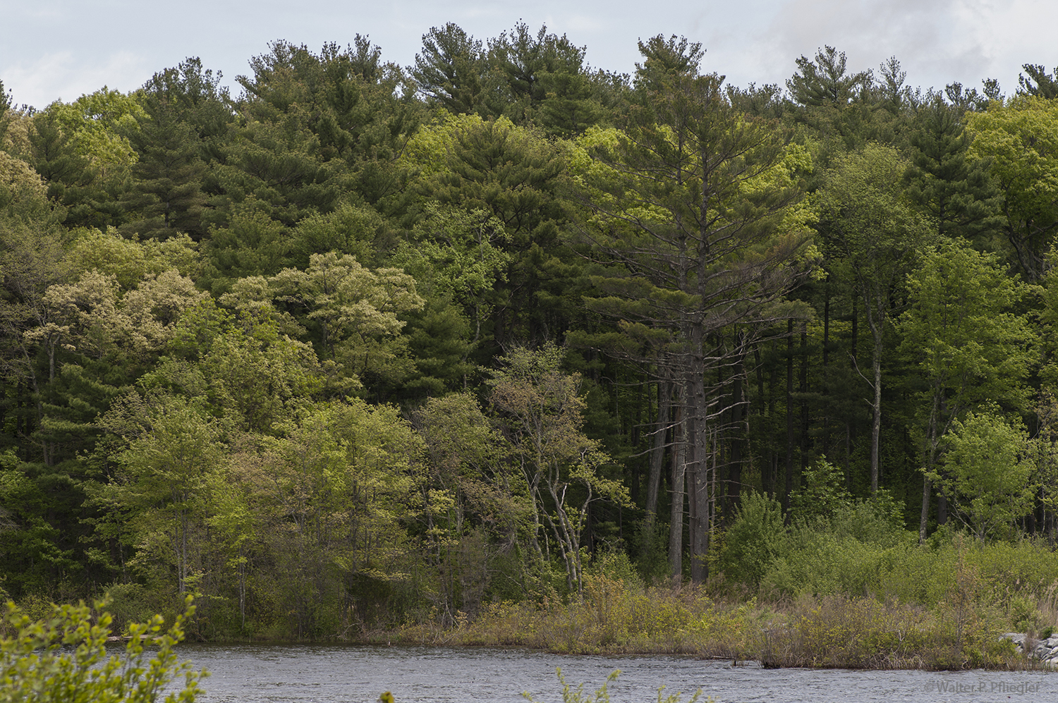 Nature photos from an Amateur Naturalist: Ponkapoag Bog, USA (Ponkapoag ...