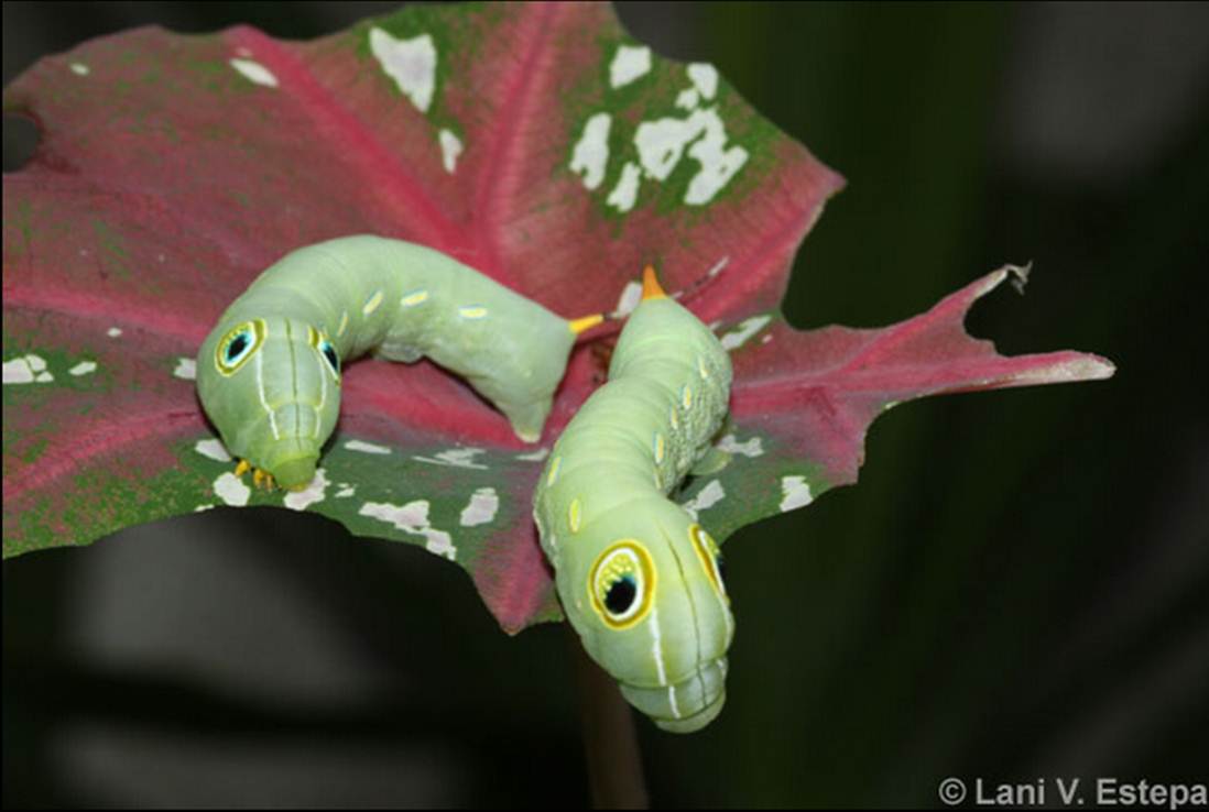 Creepy Crawlers: The Moth
