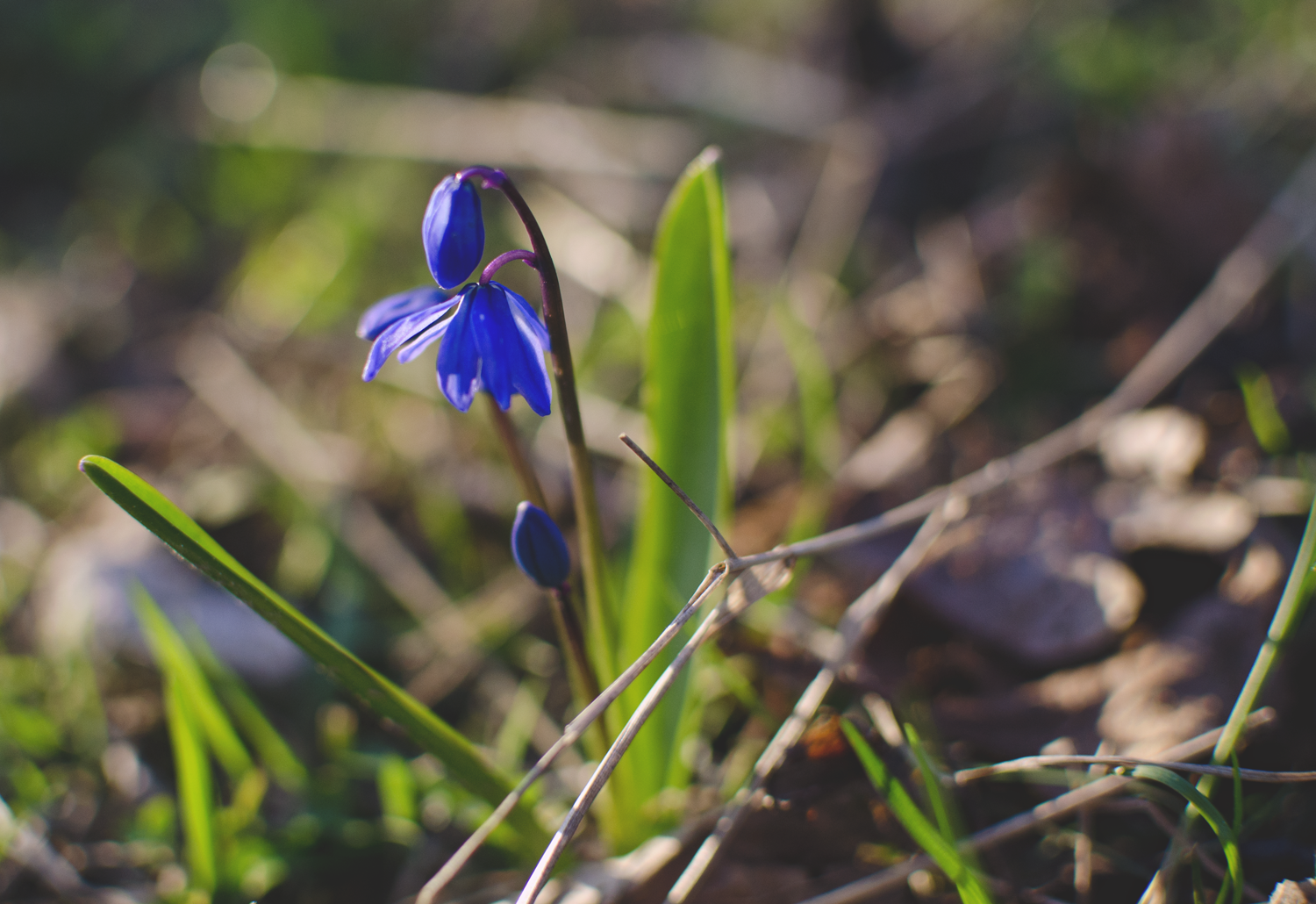 rohelisemrohi: Pildipostitus: kevad maal