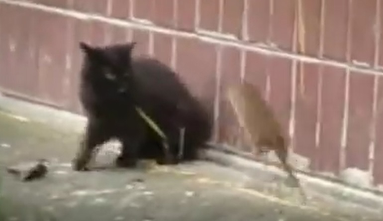 RATA CASI MATA A 5 GATOS JUNTOS !!!! IMPRESIONANTE