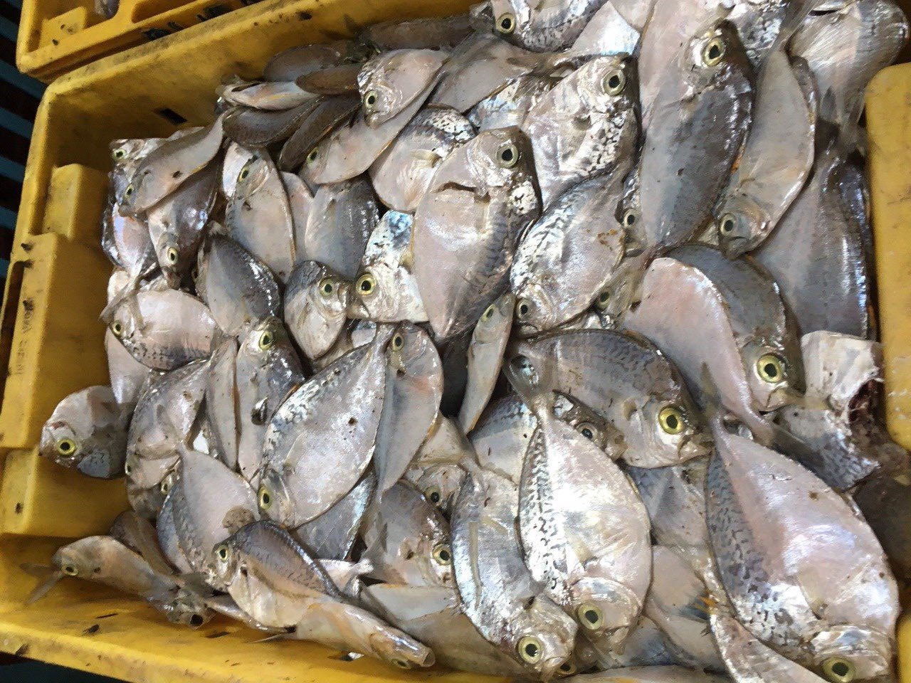 SPLENDID PONYFISH - VIETSEAFOOD CO.,LTD