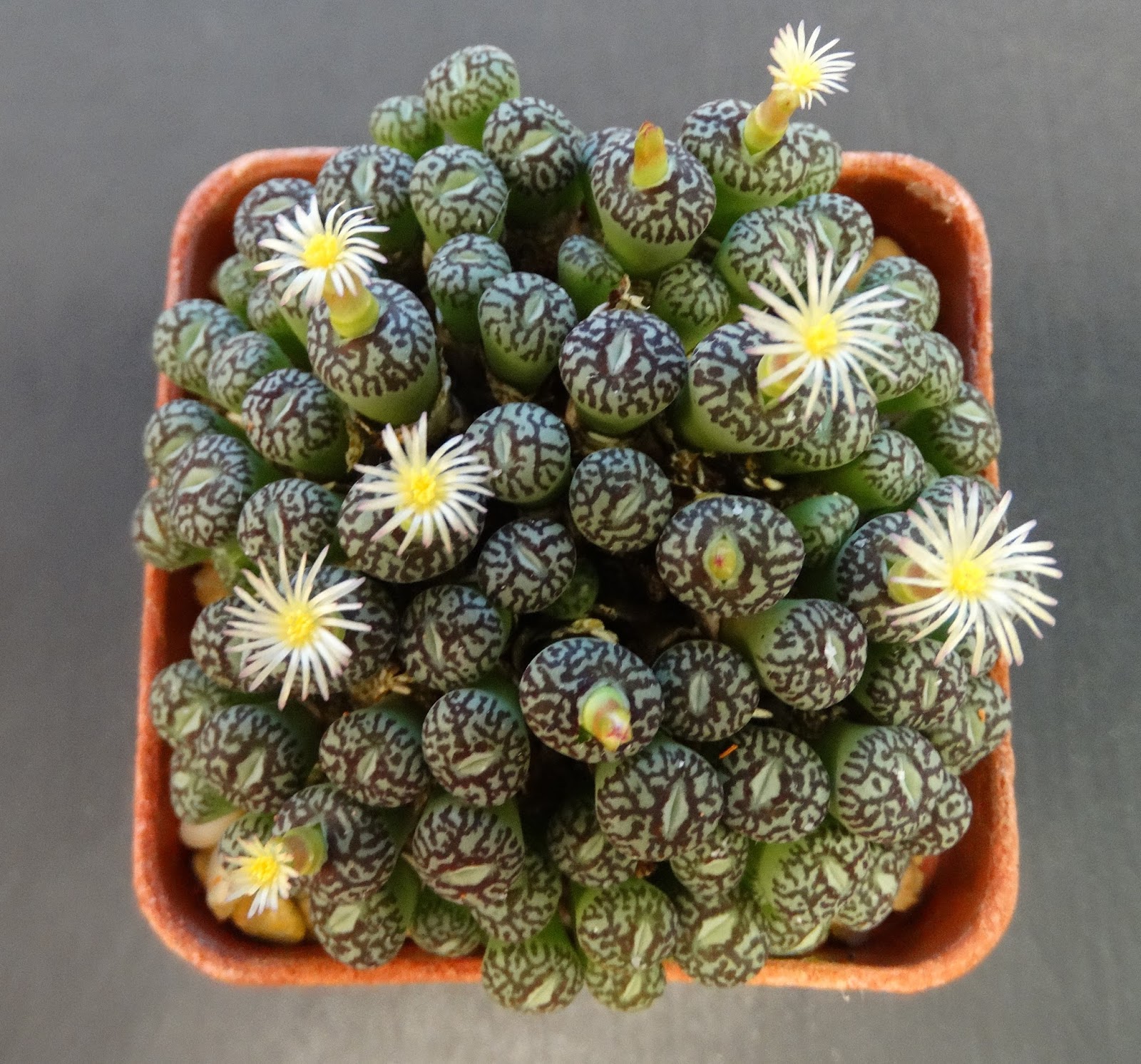 Succulent Sundae: CONOPHYTUM MINIMUM