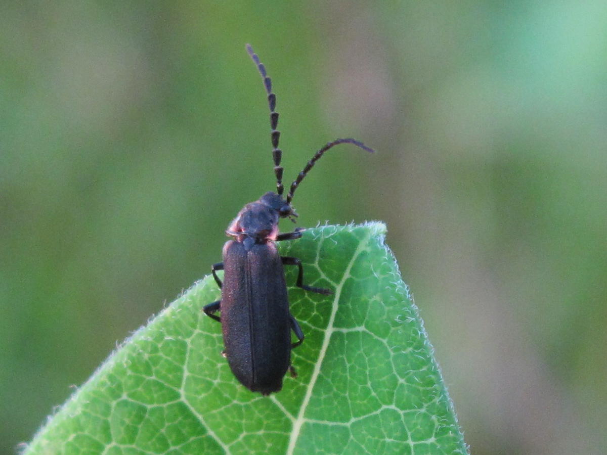 Blue Jay Barrens: Indian Hemp Insects