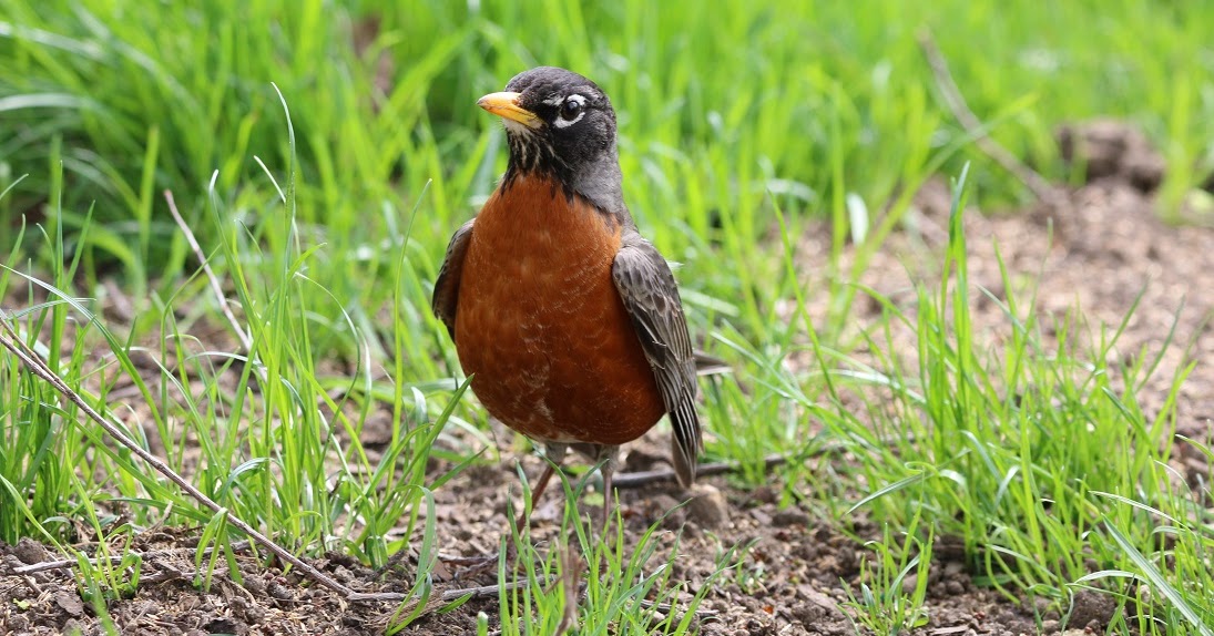 Michigan Exposures: A Robin